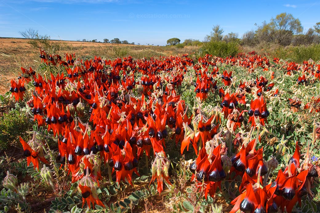 Sturt's Desert Pea - Excitations AU